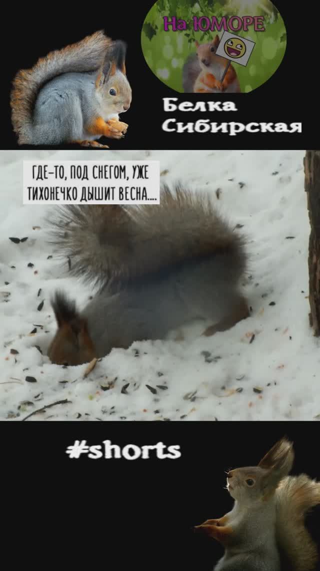 Белка копается в снегу