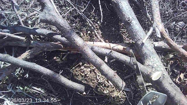 Пиление веток садовой сабельной электропилой WOSAI