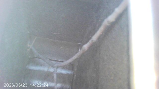 Первый запуск садового измельчителя после "зимней спячки"