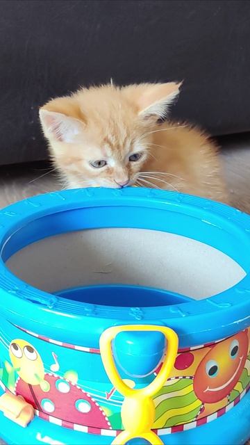 Сильный котенок. Кошки и котята