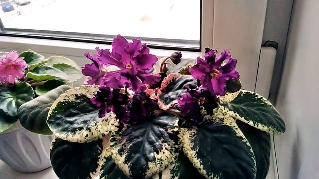 Мамины ФИАЛКИ! Красивые цветы. Цветы на окне, подоконнике. Разные фиалки. Дома. Фиалки. Сорта, уход