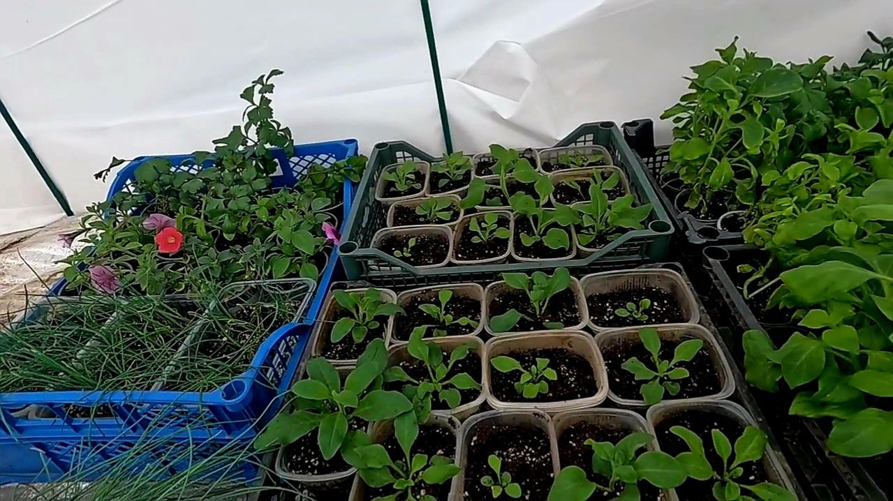 Спрашивали - Отвечаю!! Решение проблем с рассадой найдено!!