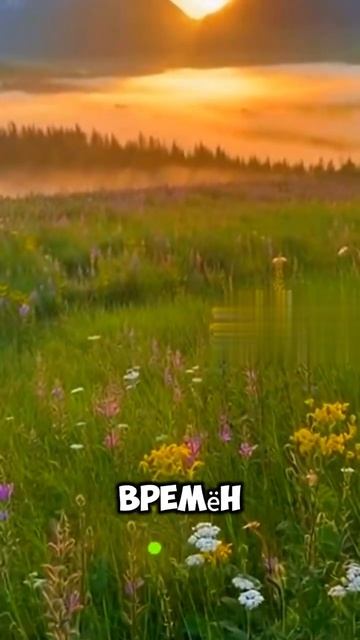 Лекарственные Травы АЛТАЯ #shorts