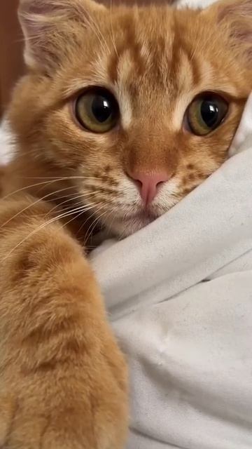 Ну, чего ты? 😽