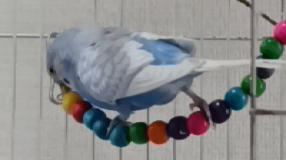 Кеша развлекается 😊 #shorts #попугайкеша #забавныйпопугай