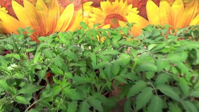 "Может с калийной подкормкой переборщили?" - спрашивает Татьяна. Отвечаю на вопрос зрителей.