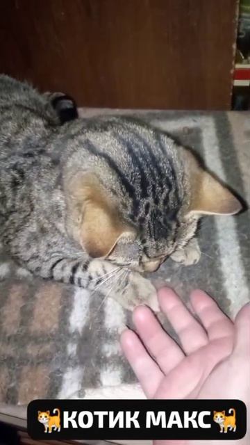 Плакал горько под окном:"Ты пусти меня в свой дом!🏡Здесь-зима.А там тепло.Счастьем пахнет и добром"