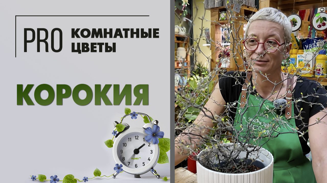 Корокия - дерево-призрак. Необычное комнатное растение. Любовь с первого взгляда. Уход за корокией.