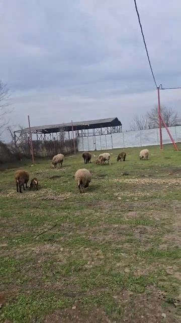 Штукатурные станции - разговор с баранами.