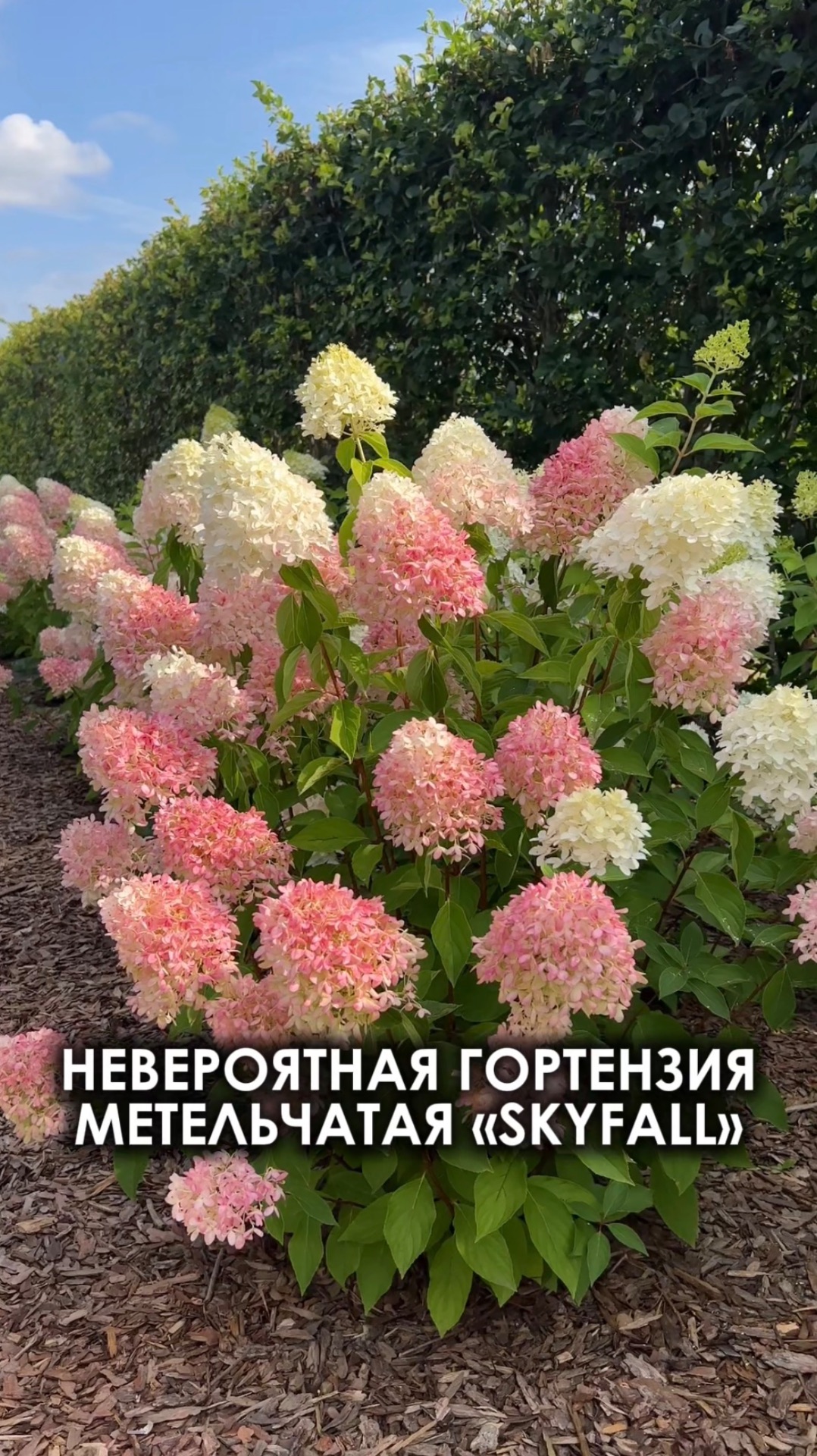 Гортензия метельчатая “Skyfall”