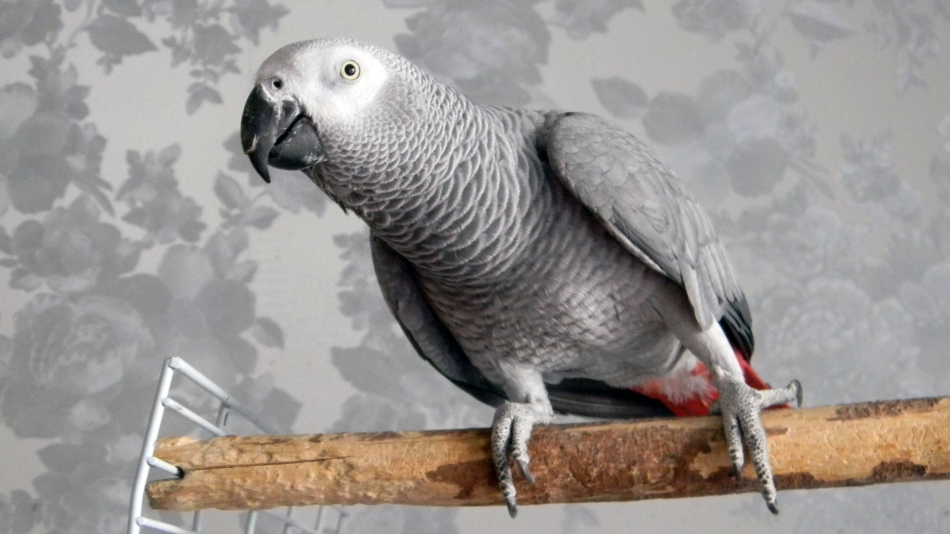 “КОКО” УЧИТСЯ... (2012г.)