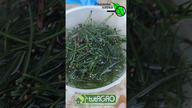 Самая эффективная ПОДКОРМКА за О РУБЛЕЙ для всей рассады, сада и огорода. #огород #дача #сад #урожай