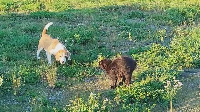 Когда очень хочется познакомиться...)))