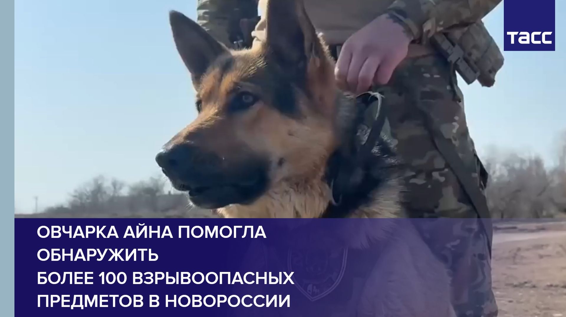 Овчарка Айна помогла обнаружить более 100 взрывоопасных предметов в Новороссии
