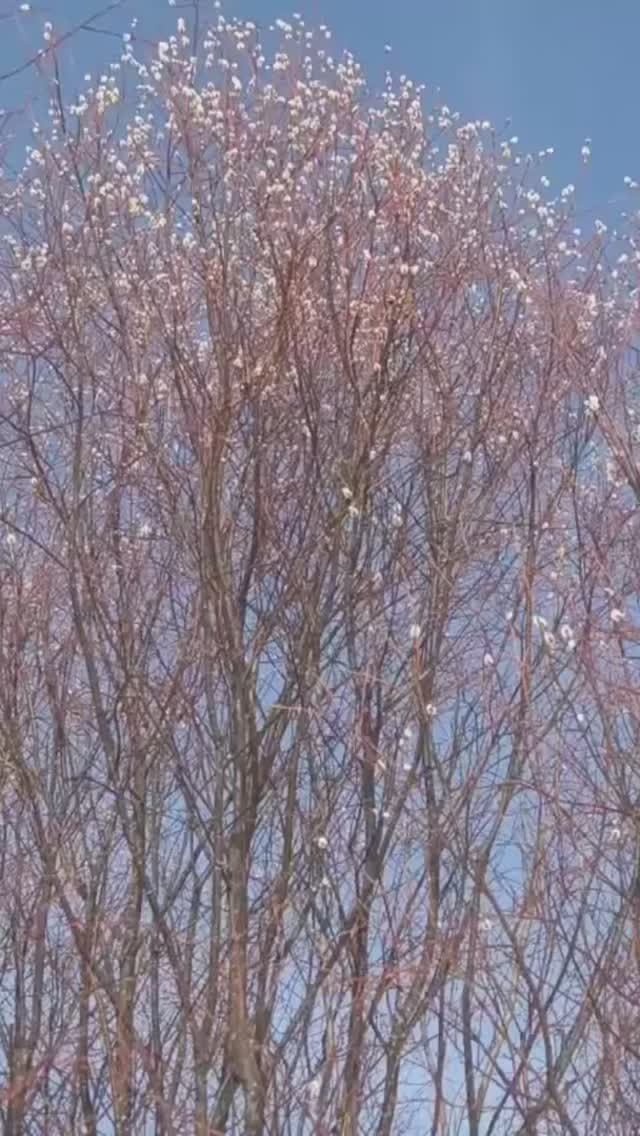 Распушилась верба.