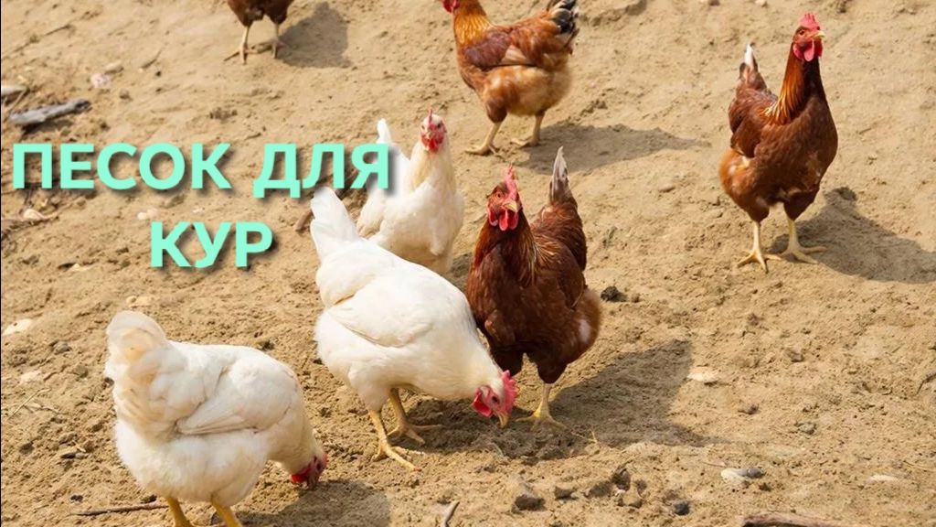 Зачем курам-несушкам песок