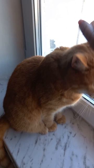 Котик Рыжик на подоконнике