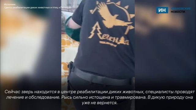 В поселке Ивановской области спасли истощенную рысь