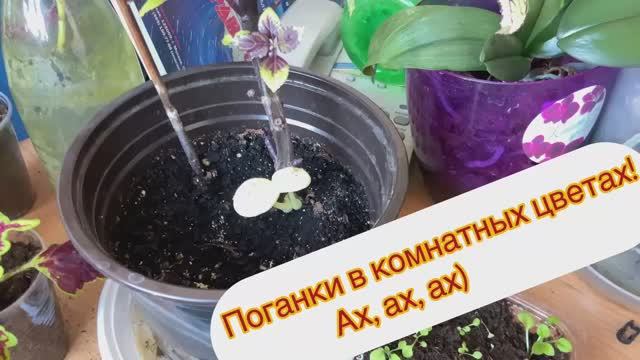 Поганки в комнатных цветах! Ах,ах,ах!