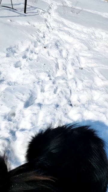 Батыр -мышелов номер один! 🐕🐭🏆