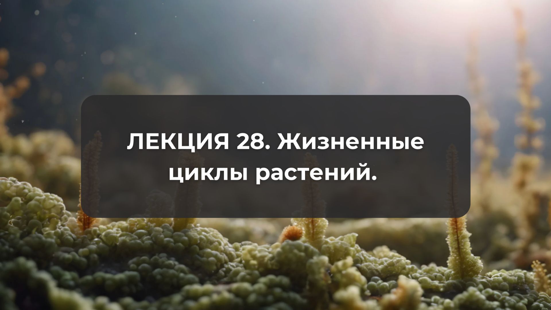 ЛЕКЦИЯ 28. Жизненные циклы растений.
