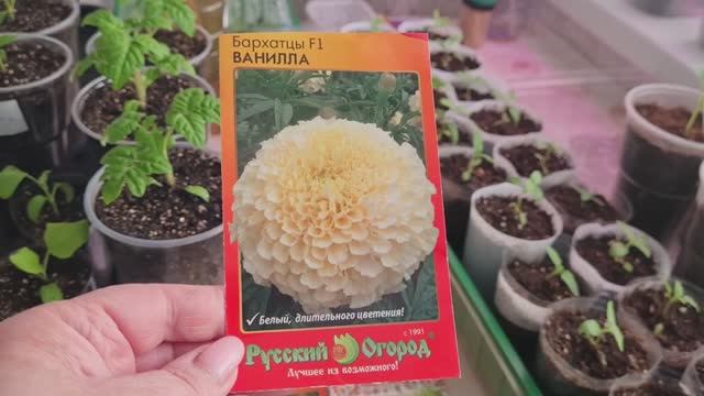 Посеяла Бархатцы Ванилла.🌸Что с томатами? На ужин манты и пирожки./21.03.26./