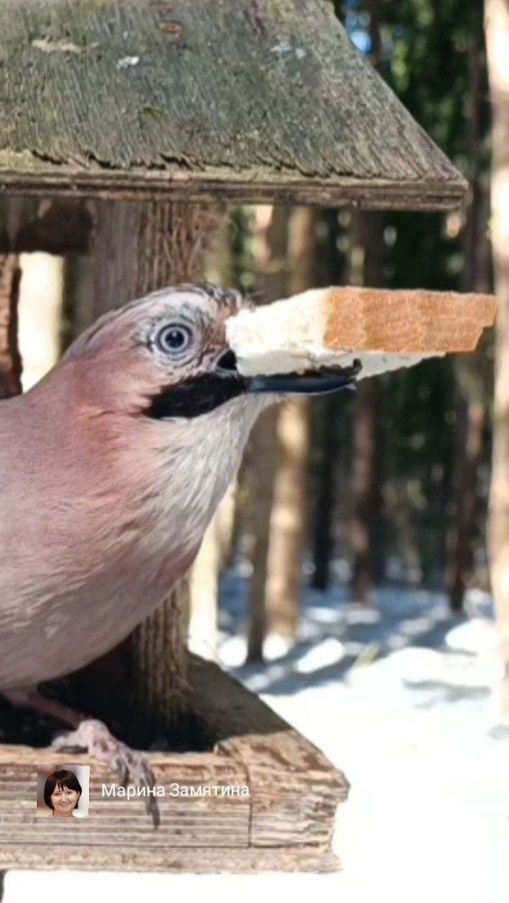 Белый хлеб нравится не только сойкам...