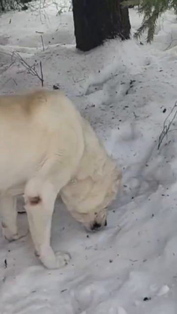 🌿 Наша красавица САО Наргиз 🌸 🏠❗ Пост в описании 🎥 #dog #собака #алабай #сао  #любовь #счастье