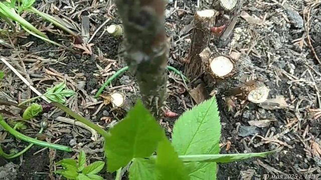 10.05.2025 оставила одну ветку розы, остальные обрезала до первой живой почки (почти у самой земли)