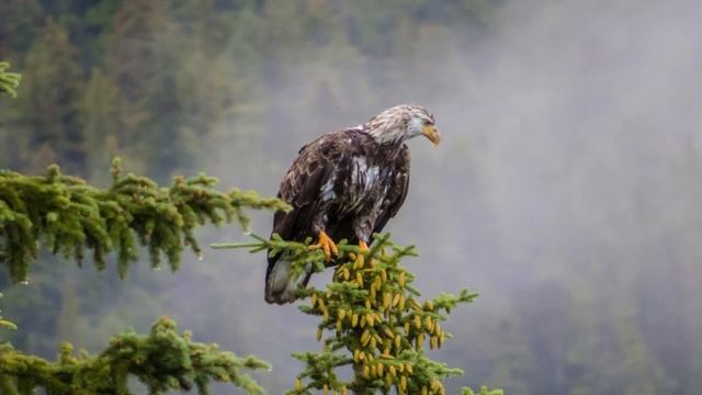 Размышление #медитация #релаксация