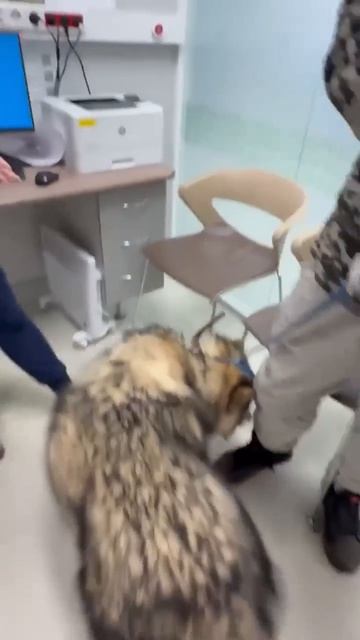 ❗🆘 ❗Большой долг за операцию Санты 🙏💯🙏❗Пост в описании 🎥 #dog #собака #маламут #любовь