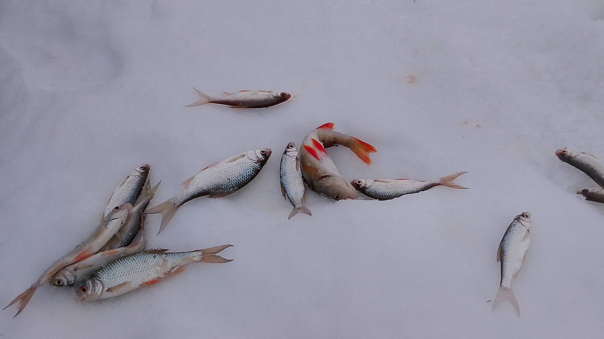 Мой улов на реке  за 40 минут. 22.03.2026