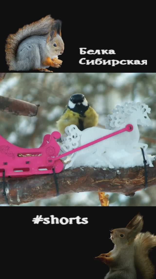 Голодные синички на кормушке тройке