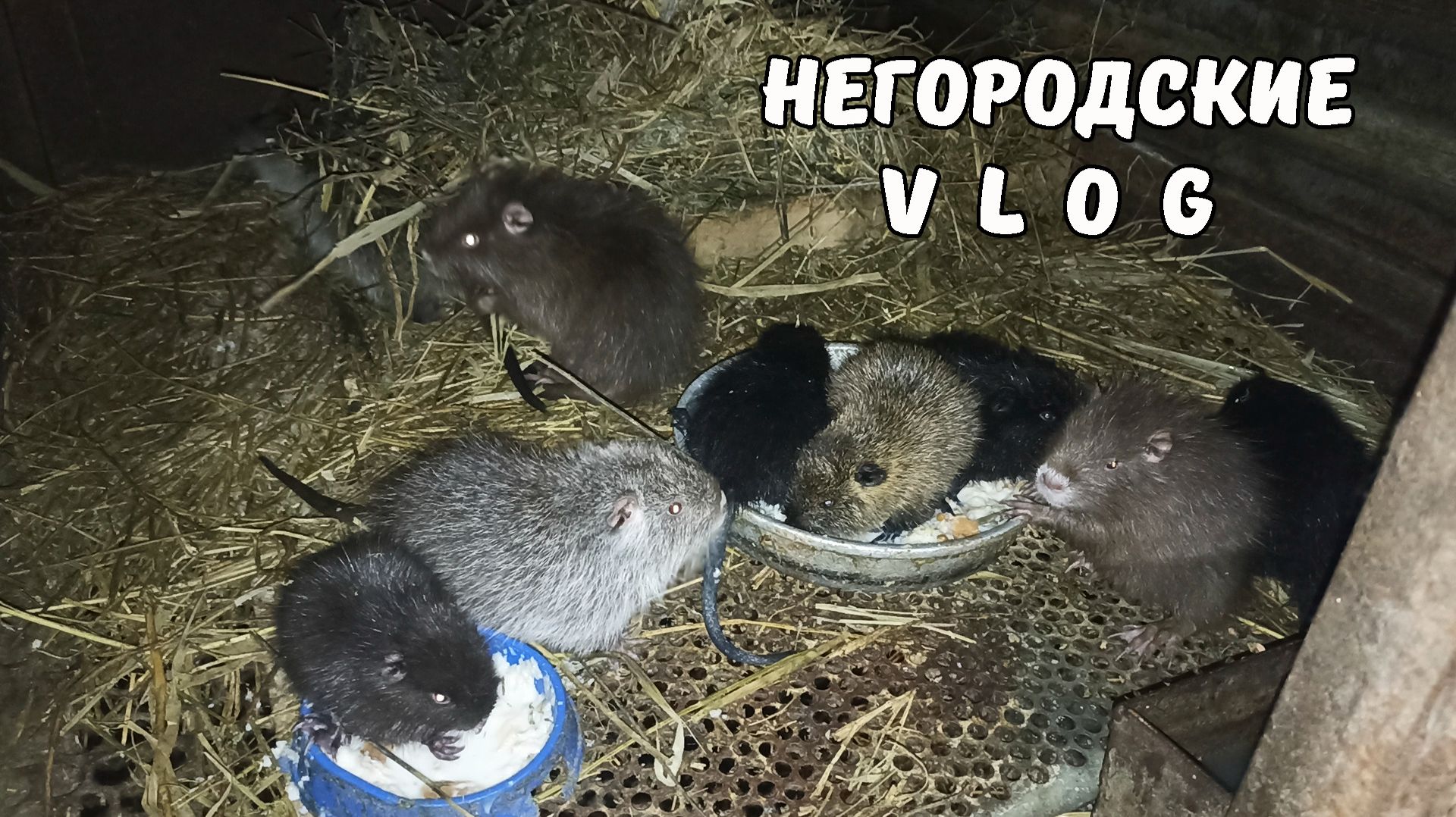 НУТРЯТА: чем не детский сад? 19.03.26