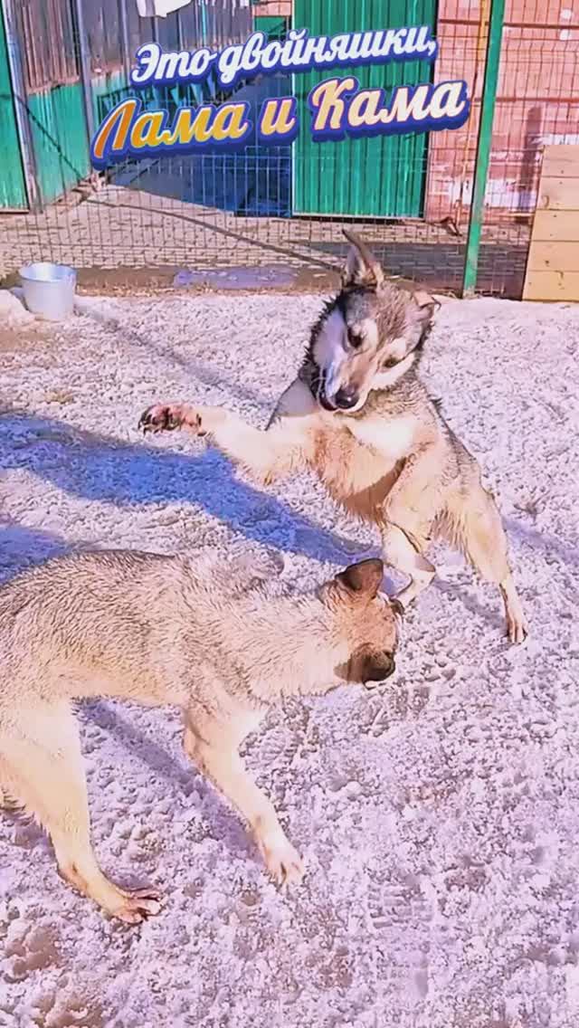 "Коржику только посмотреть..." ❥ Приют в Малинках #приютдляживотных