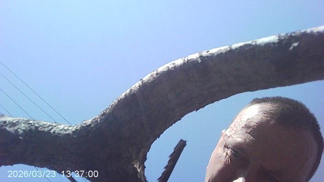 Пиление веток садовой сабельной электропилой WOSAI