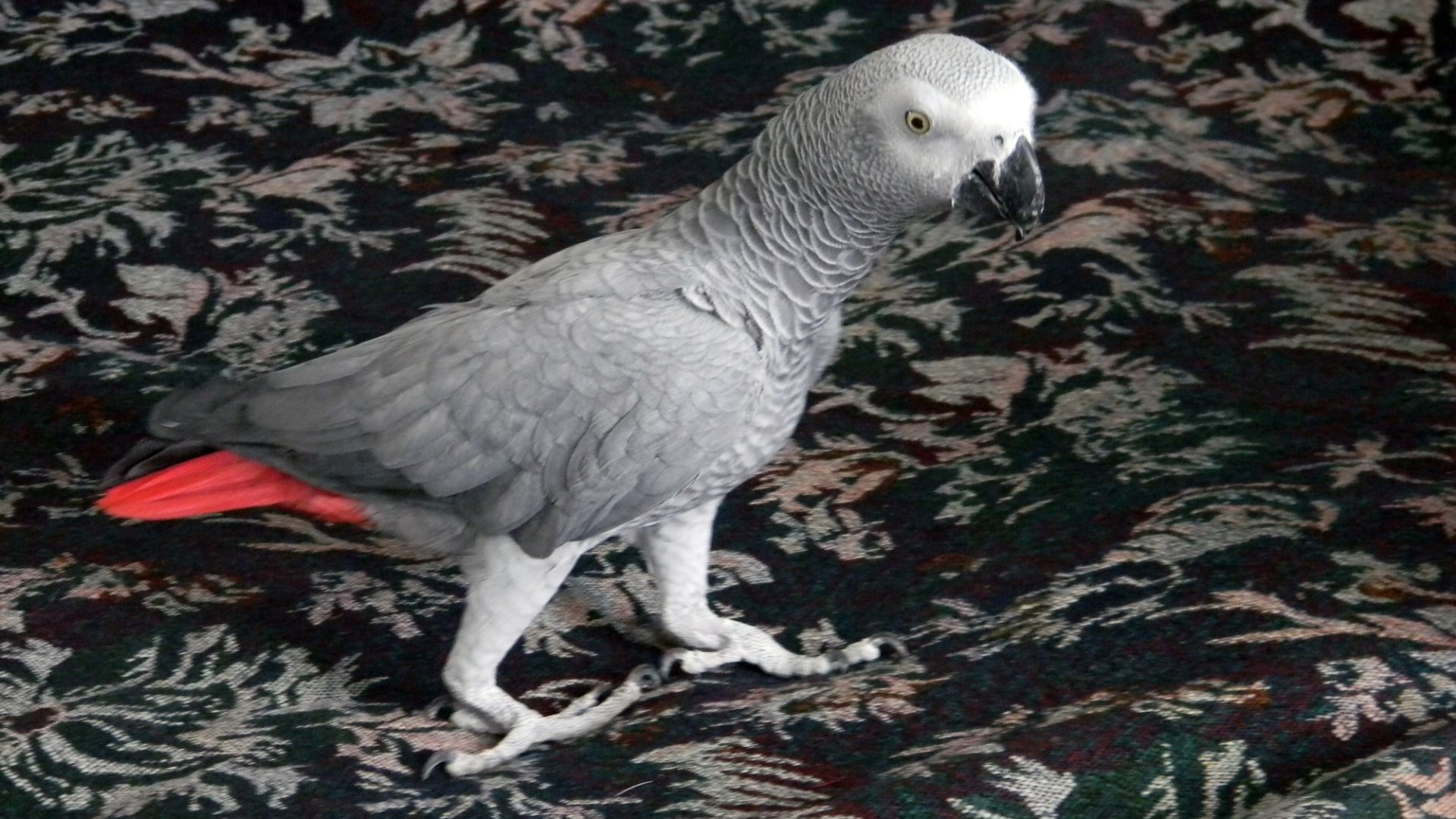 "МОЙ ЛЮБИМЧИК..."  (2014г.)