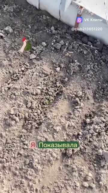 В теплице очень быстро взошла редиска.