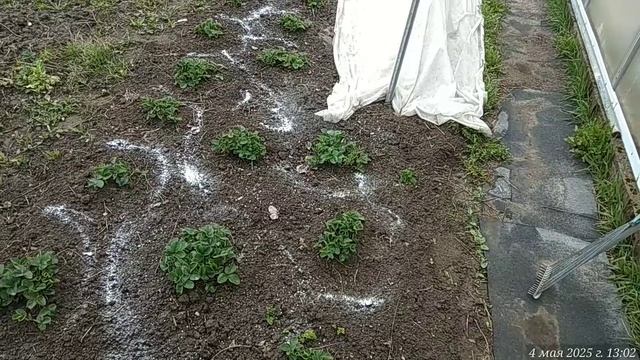 04.05.2025. Подкормила клубнику.