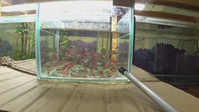 Работа с разводни, почистил аквариумы, посортировал рыбку, данио на нерест