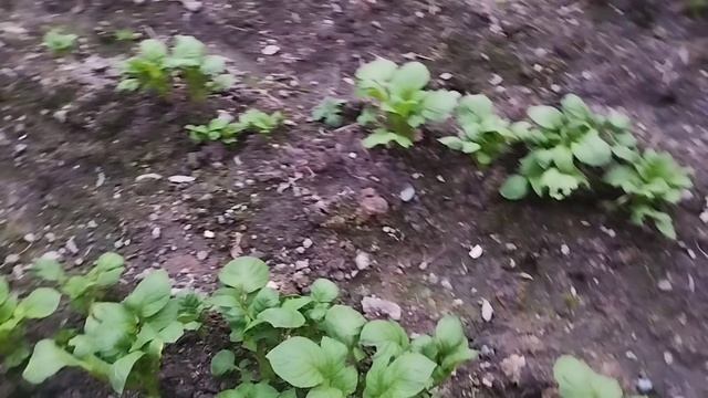 Картошка в марте часть 3-я