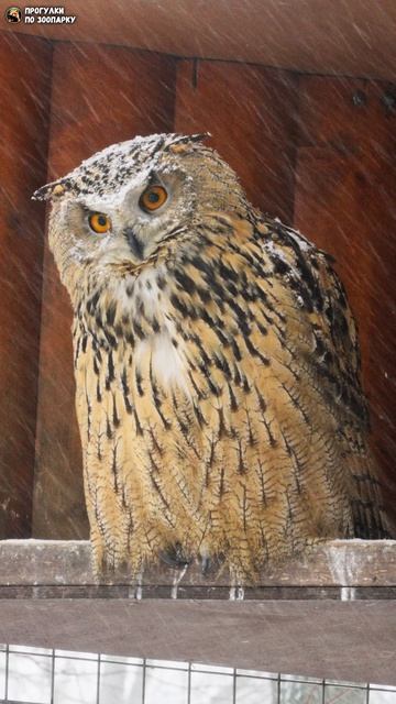 Филин. Ленинградский зоопарк