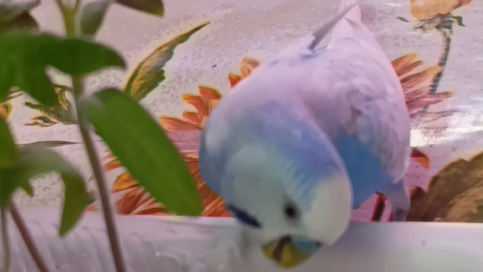 Помогатор 😁 #shorts #попугайкеша #волнистыйпопугай