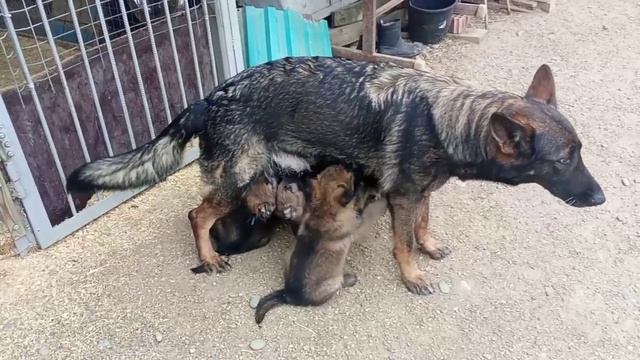 Юрма кормит Ч-шек