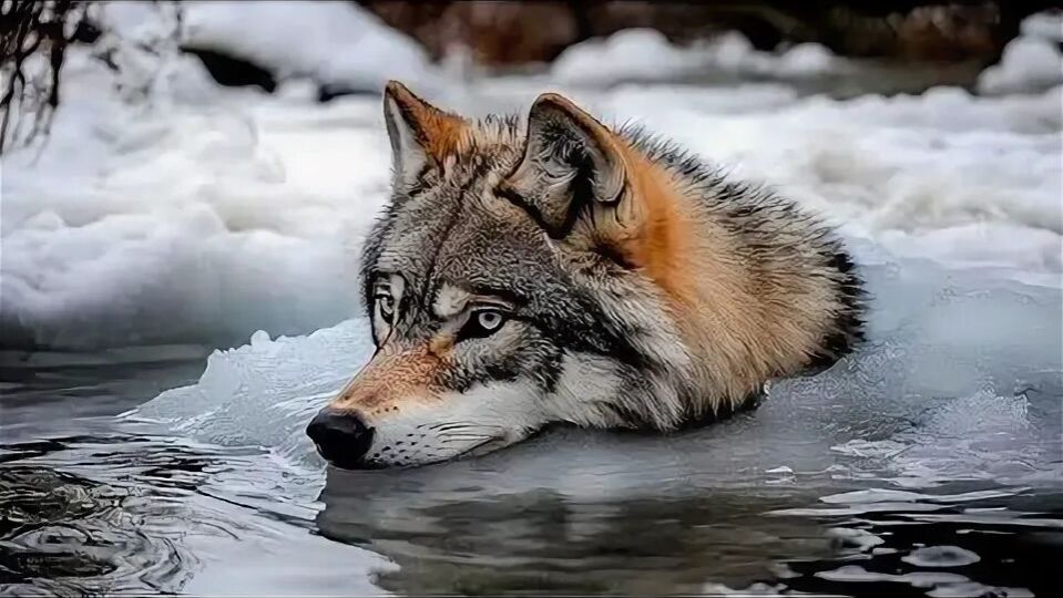 Вмёрзший волк УМОЛЯЛ ГЛАЗАМИ_ Поступок старика, который невозможно забыть.