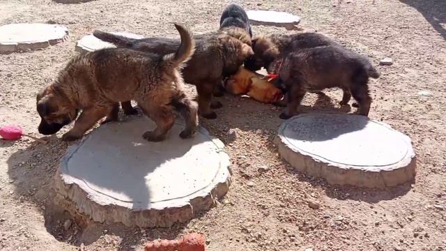 Звери кушают копыто