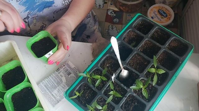 Пикировка перцев