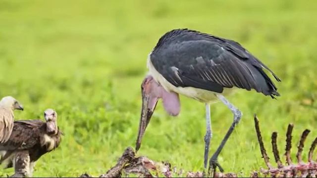 Мир живой природы и дикие животные в природе.