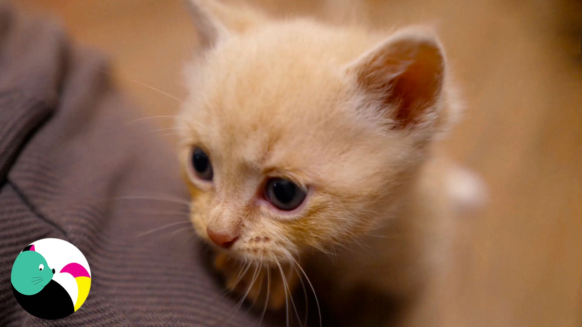 Испуганный котенок хочет спрятаться под машиной