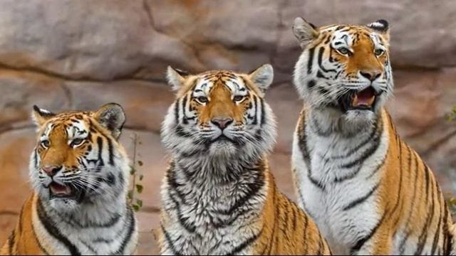 Природа и животный мир. Мир дикой природы.